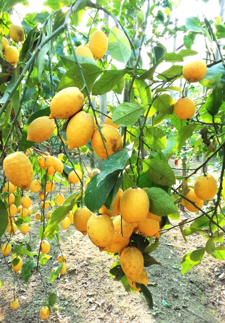 Culinary and Cultural Tours (Campania, Italy) - Our Edible Italy